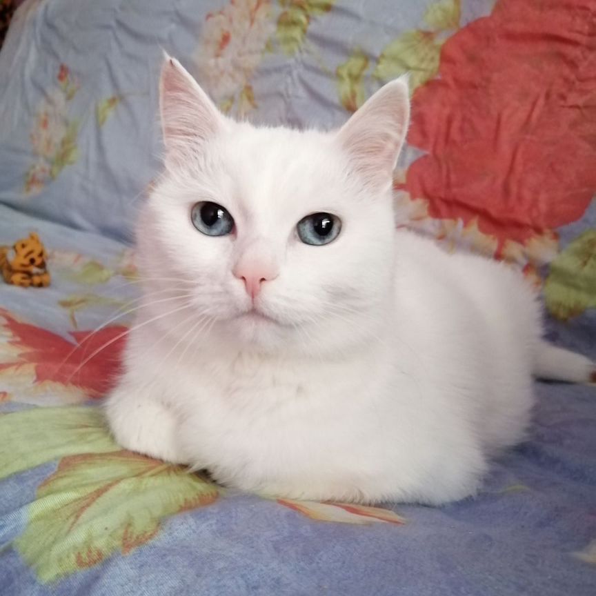 Взрослая кошечка Снежа
