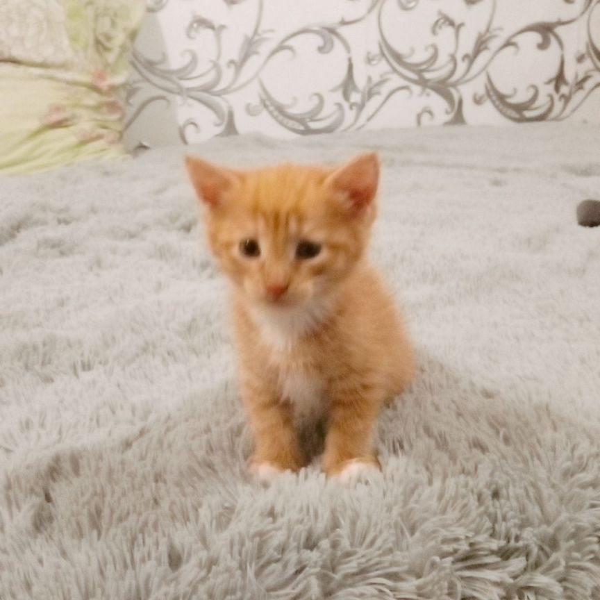 Отдам котенка