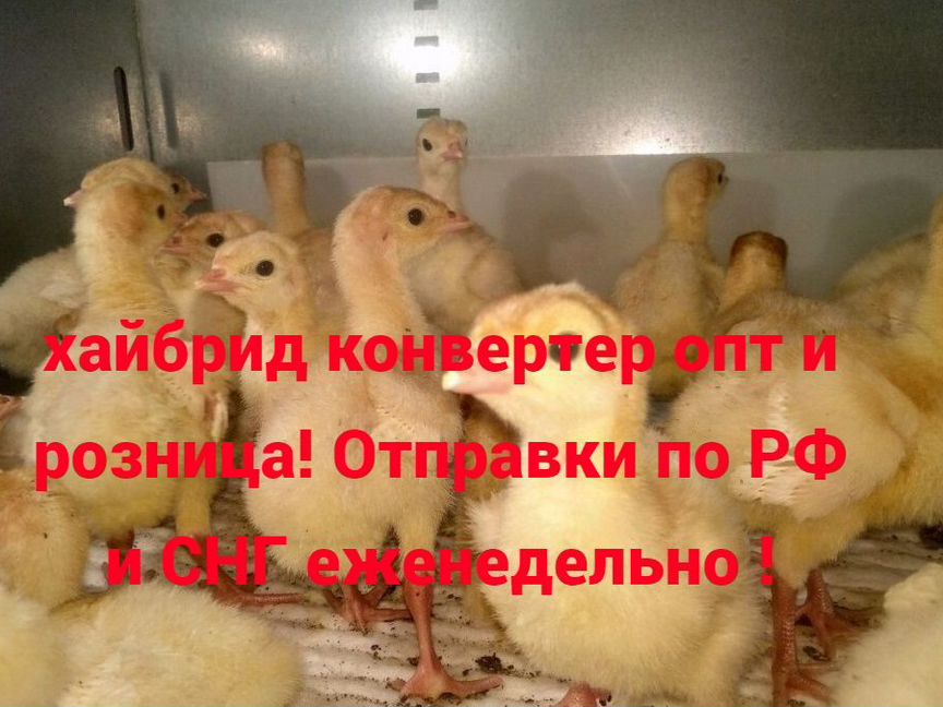 Хайбрид конвертер инкубационное яйцо купить