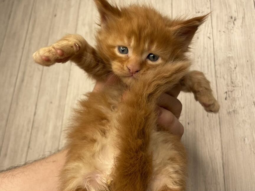 Наглая рыжая морда