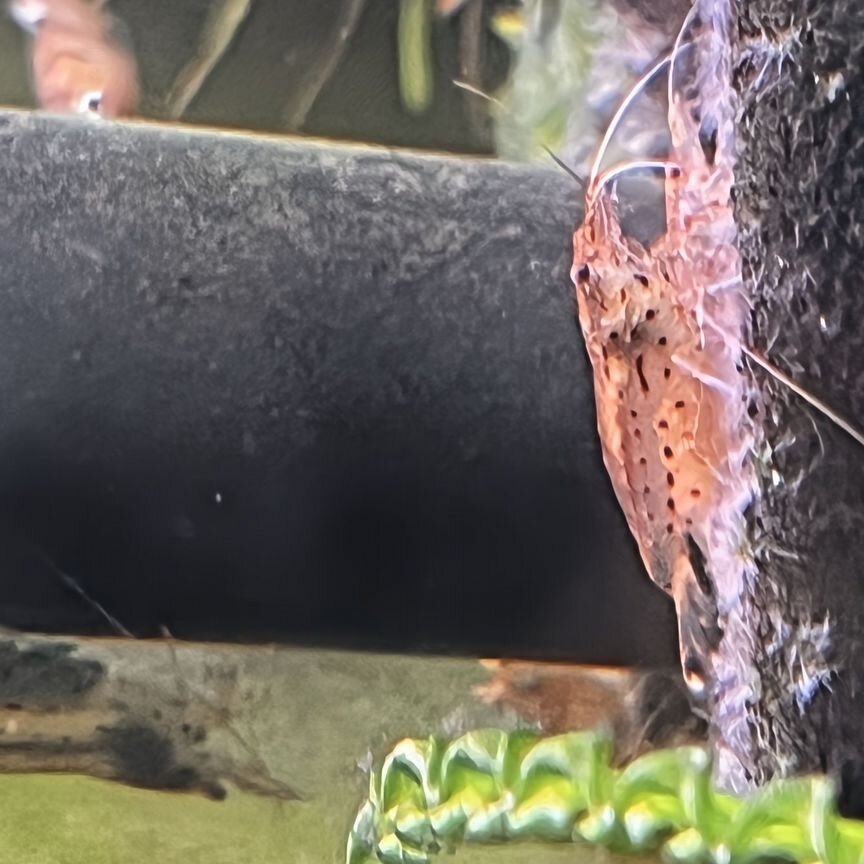 Креветки амано