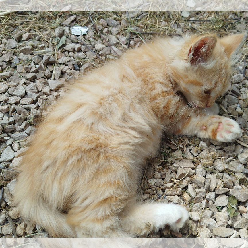 Котята в добрые руки
