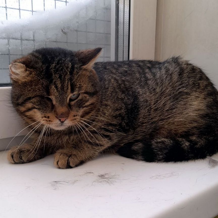 Взрослый кот в добрые руки