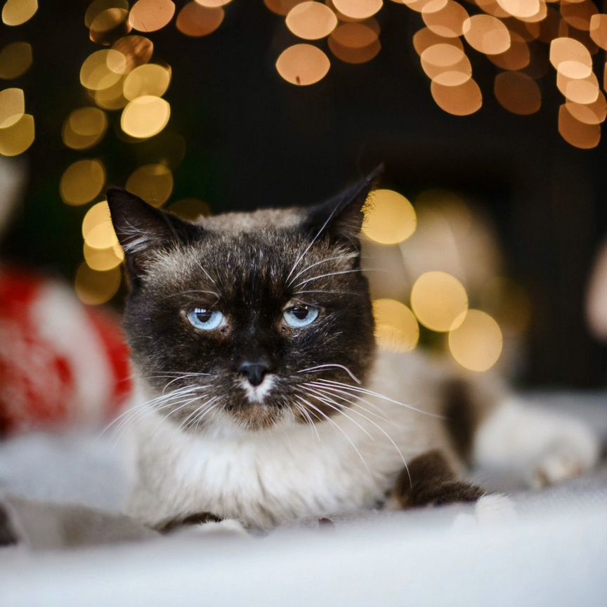 Кот Сухарик ищет дом