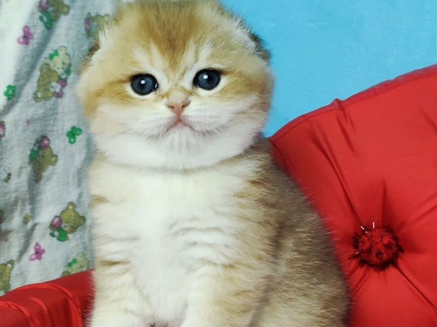 Шотландский вислоухий мальчик