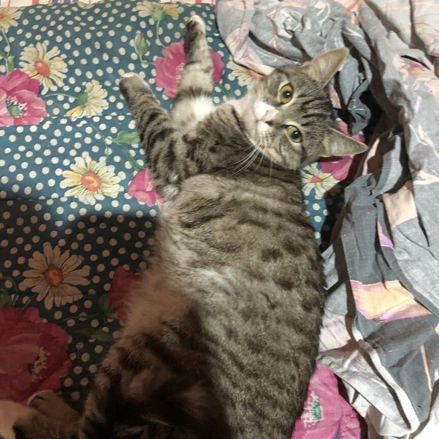 Отдам сибирских кошек в добрые руки