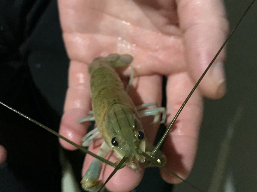 Австралийский красноклешневый рак