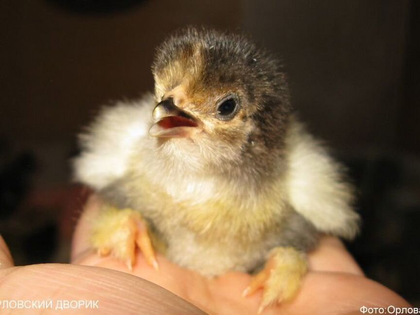 Цыплята 50 пород, бройлеры кобб 500