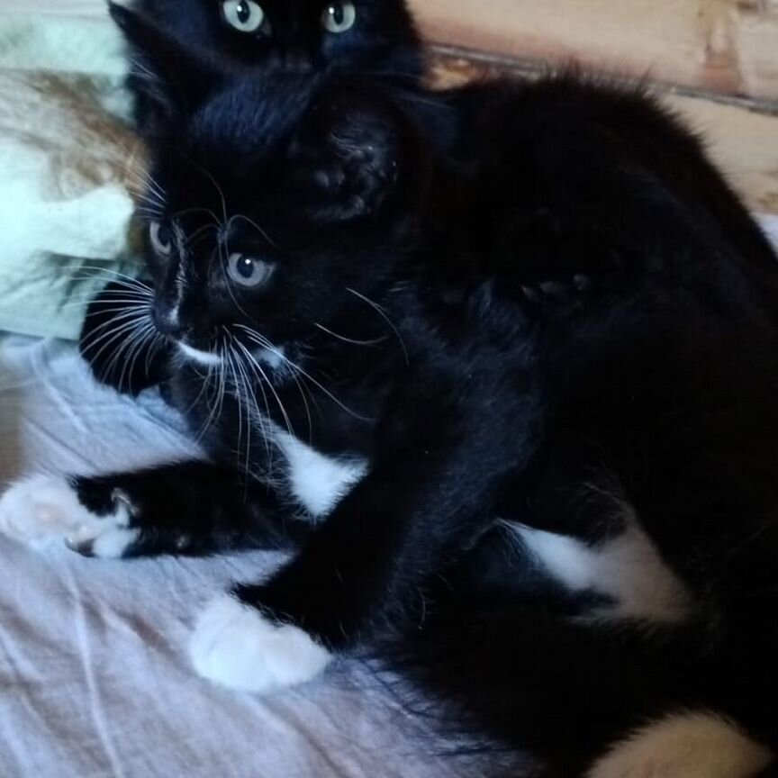 Котенок мальчик
