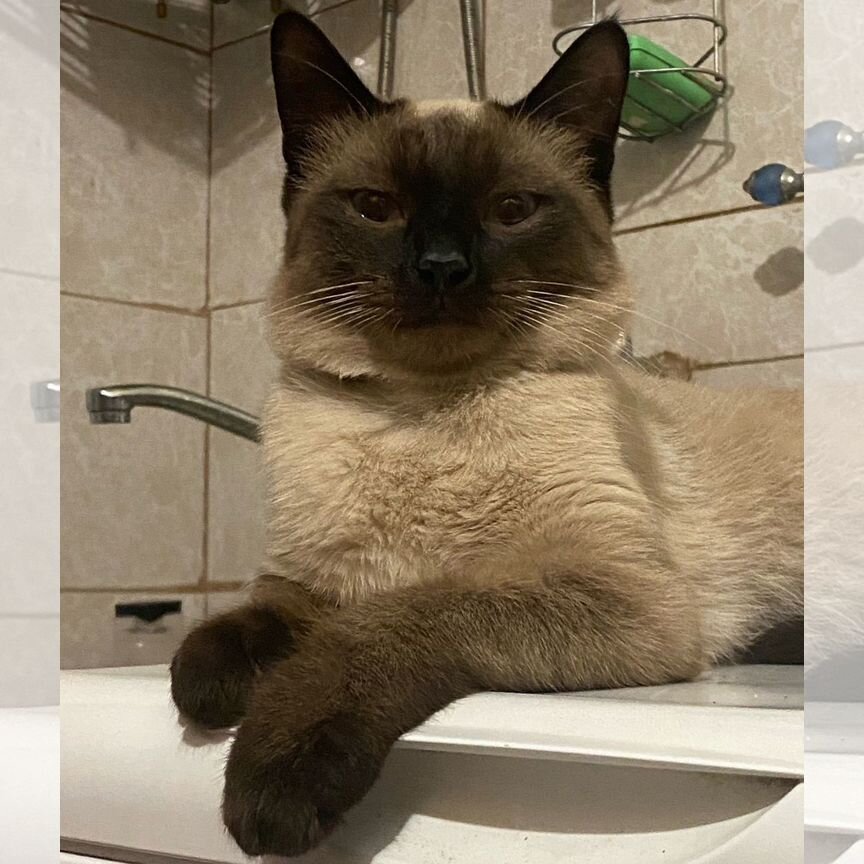 Тайский кот на вязку