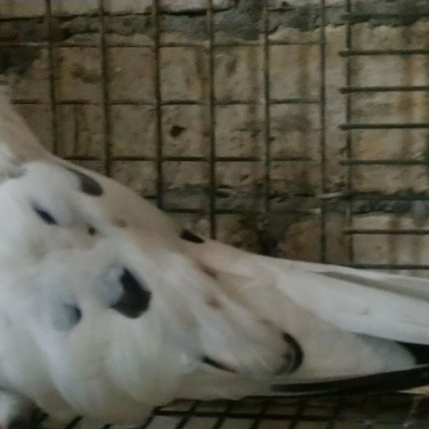 Продажа голубей