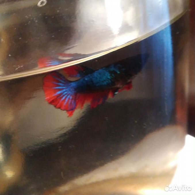 Рыбка петушок самочка