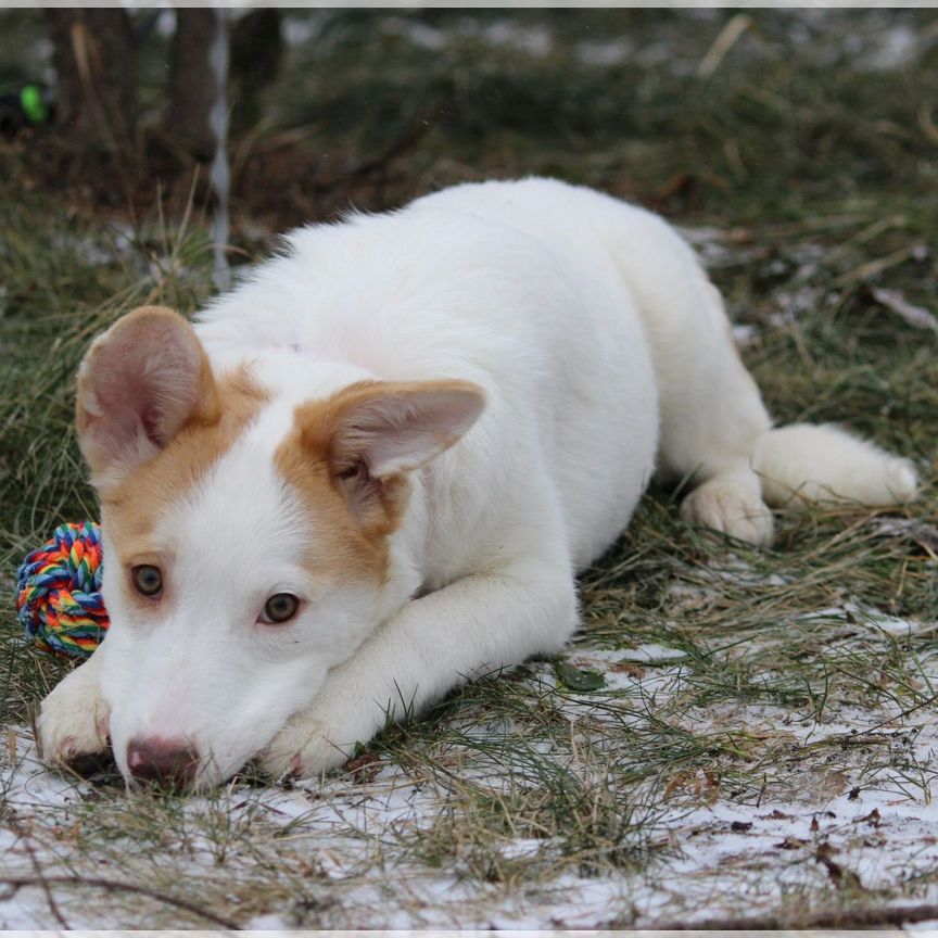 Ладочка ищет дом