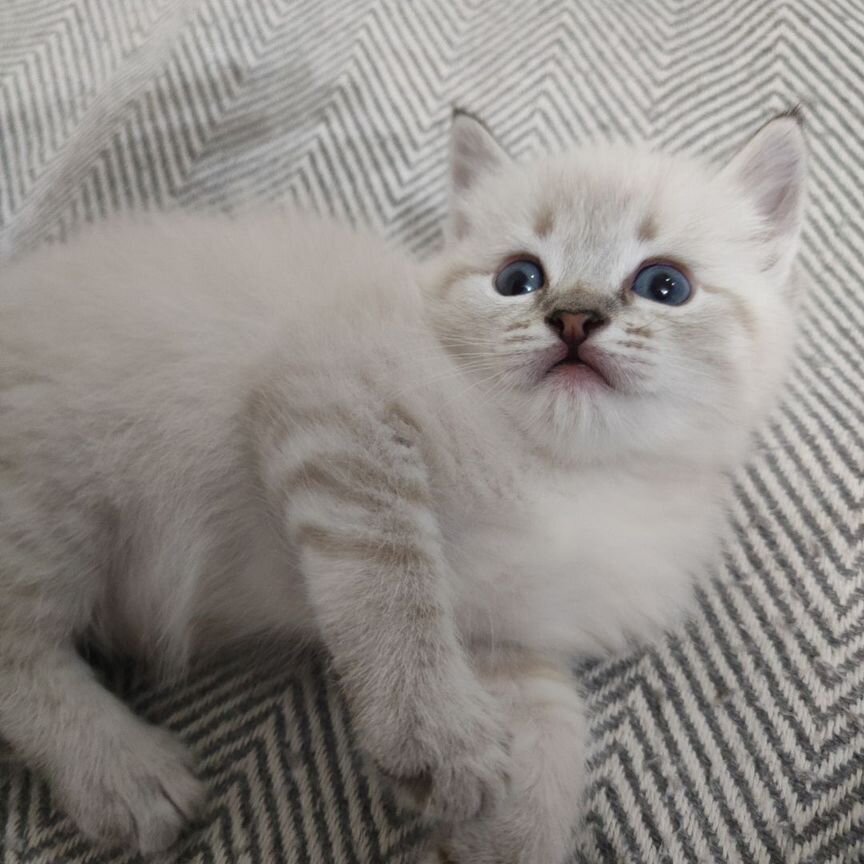 Котята от шотландской прямоухой кошки