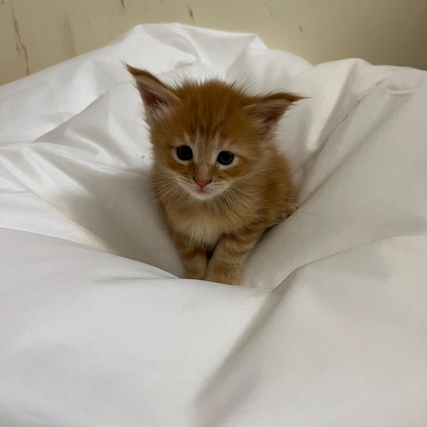 Котята мэйн кунята
