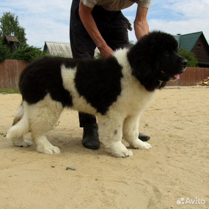 Бело - черная подрощенная девочка: