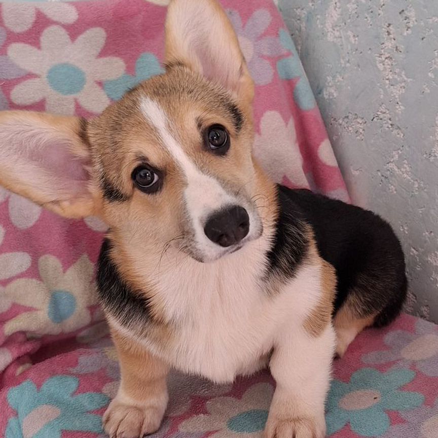 Вельш Корги Пемброк, щенок