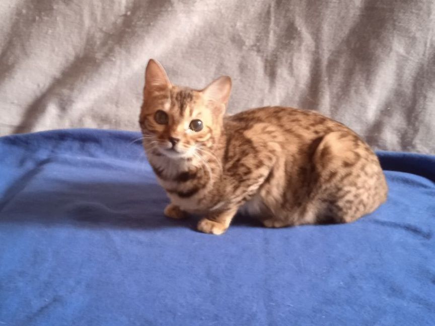 Кошечка подросток