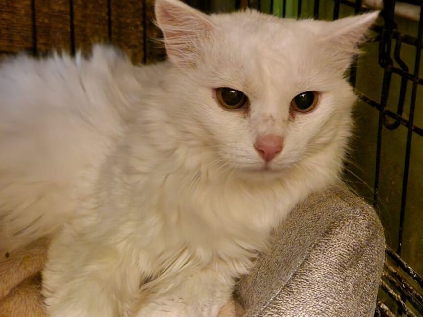 Британская длинношерстная