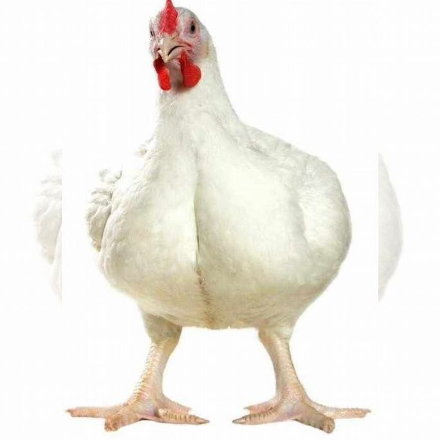 Цыплята бройлеры кобб 500