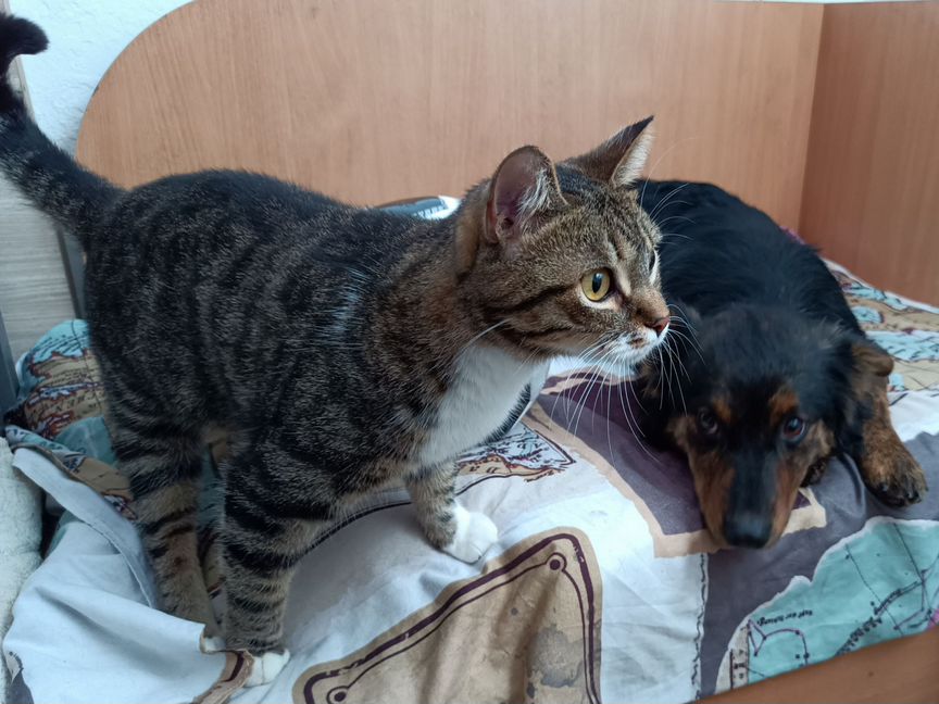 Кошечка в добрые руки