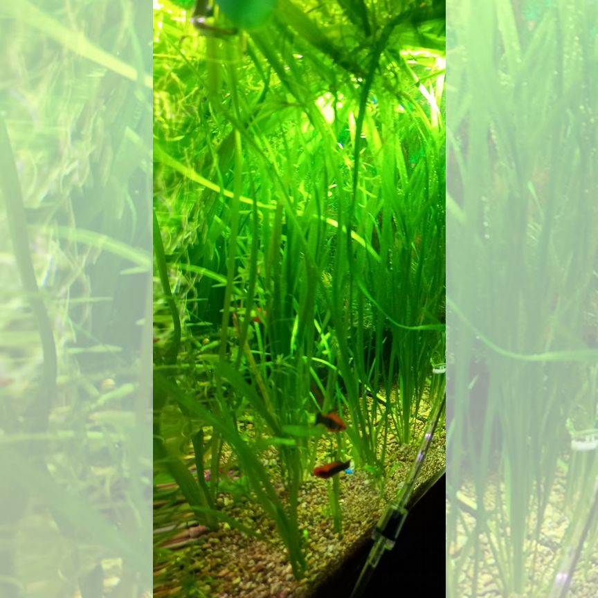 Аквариумные растения