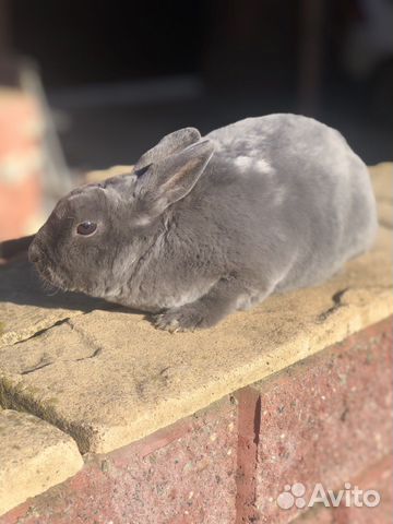 Кролик рекс карликовый