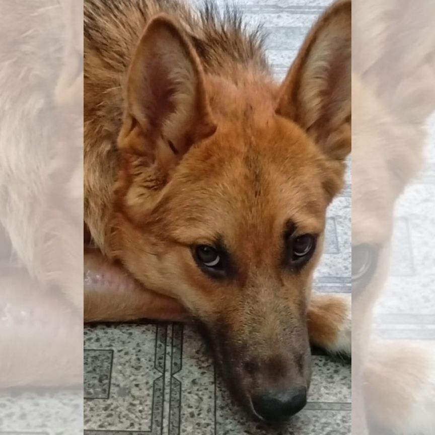 Щенок в добрые руки