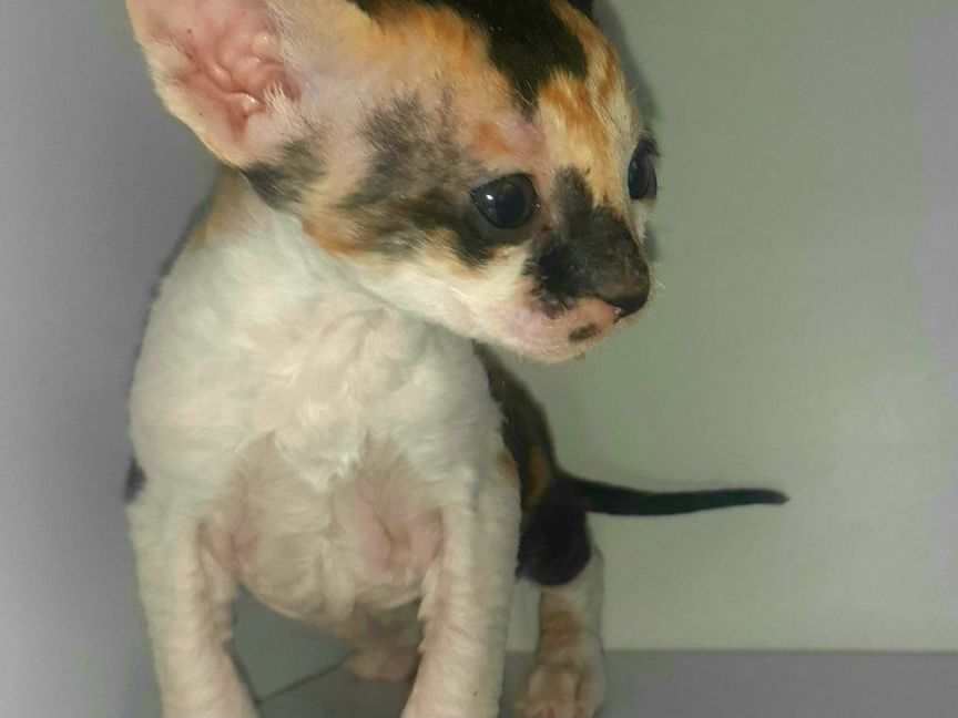 Котята корниш-рекс