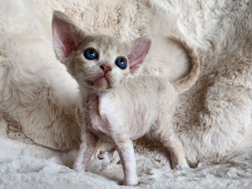 Котята девон-рекс