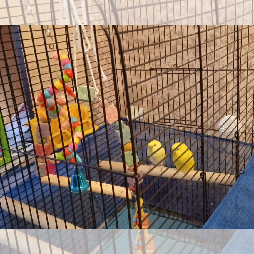 Волнистый попугай с клеткой