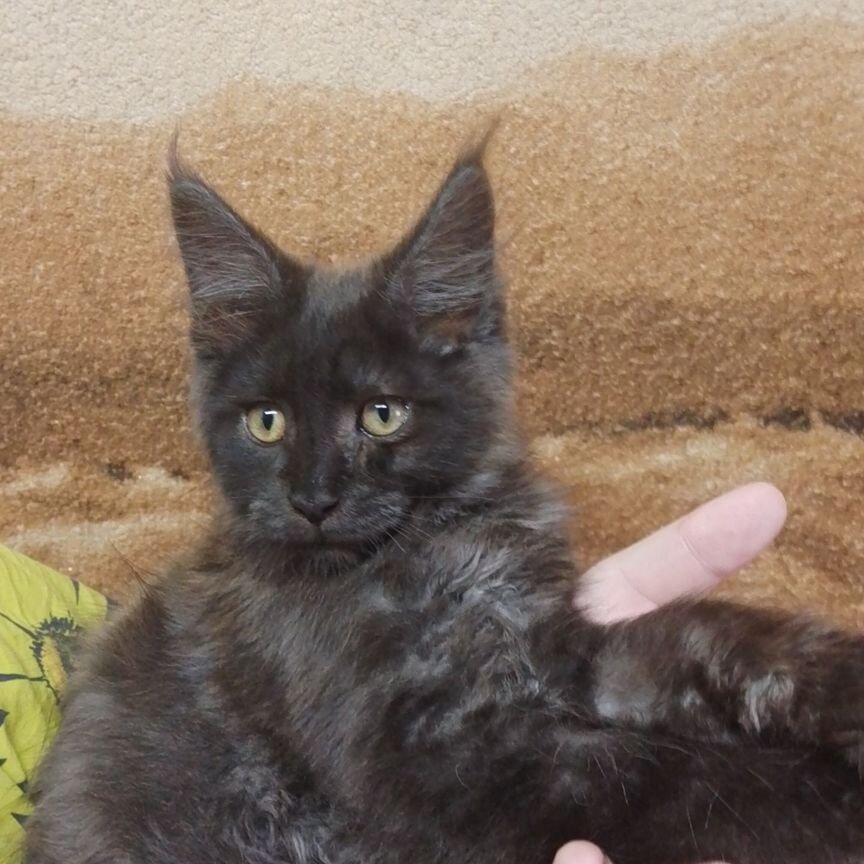 Мейн-кун котёнок