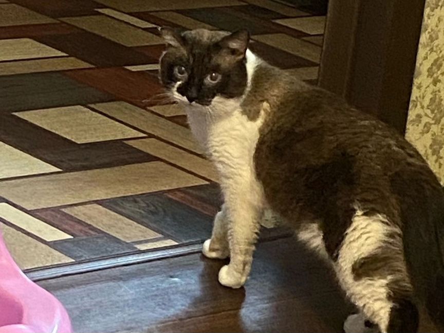 Котик в добрые руки