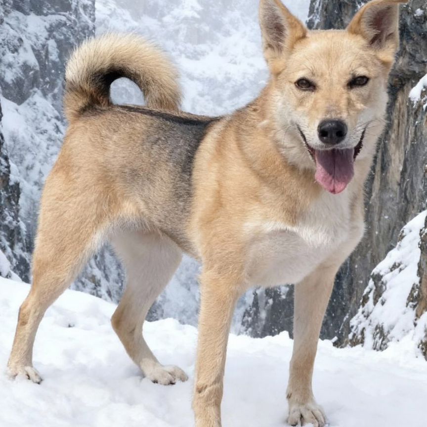 Взрослая собака в добрые руки