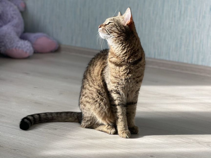 Кошка Ириска