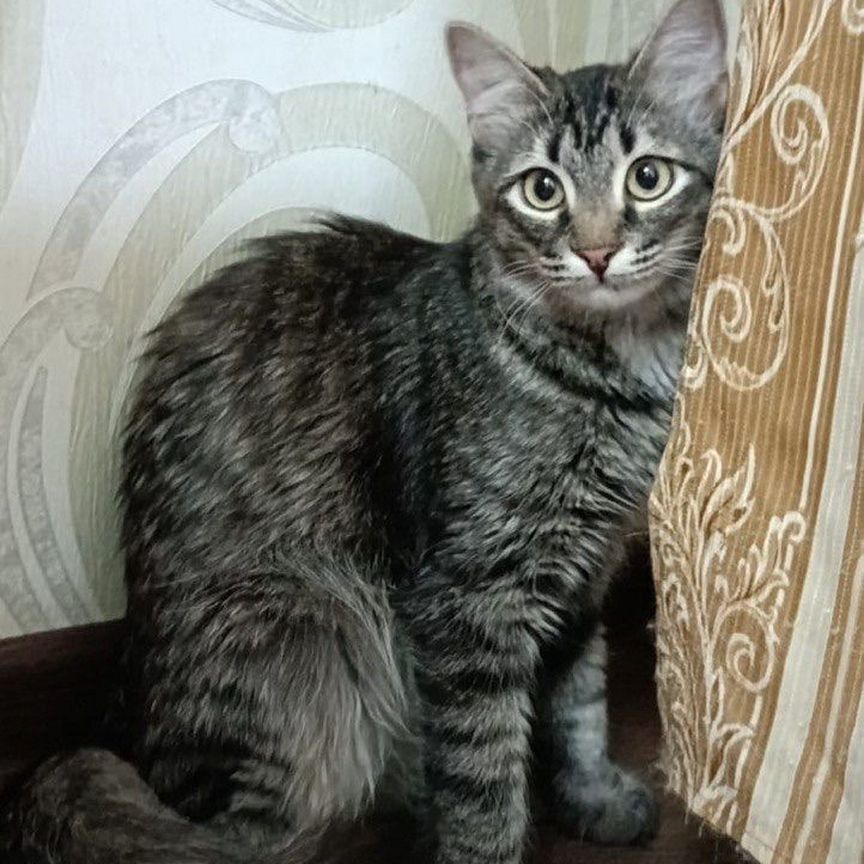 Котенок Шурочка