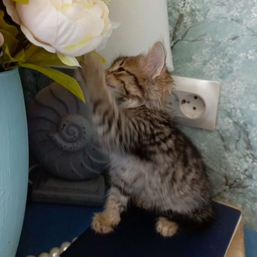 Котенок от сибирской кошки