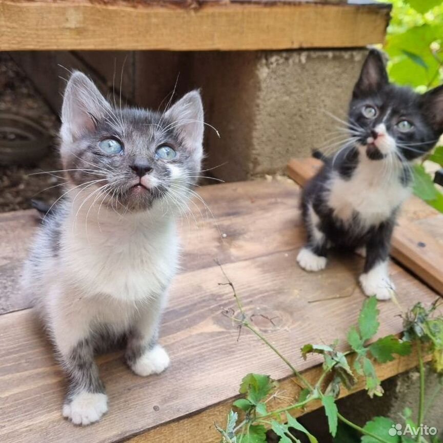 Чудесный котенок (кошечка) ищет хозяина, привезу