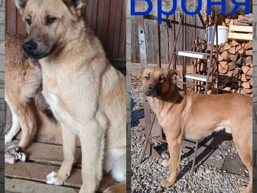 Собаки