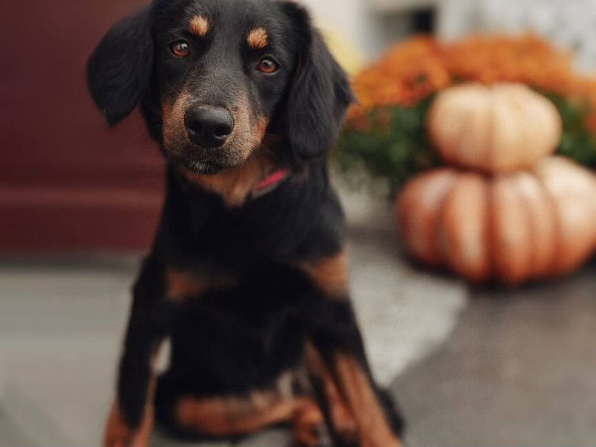 Маленькая собачка 10 кг ищет дом