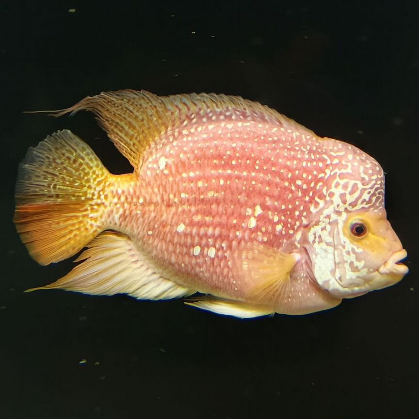 Фловер хорн