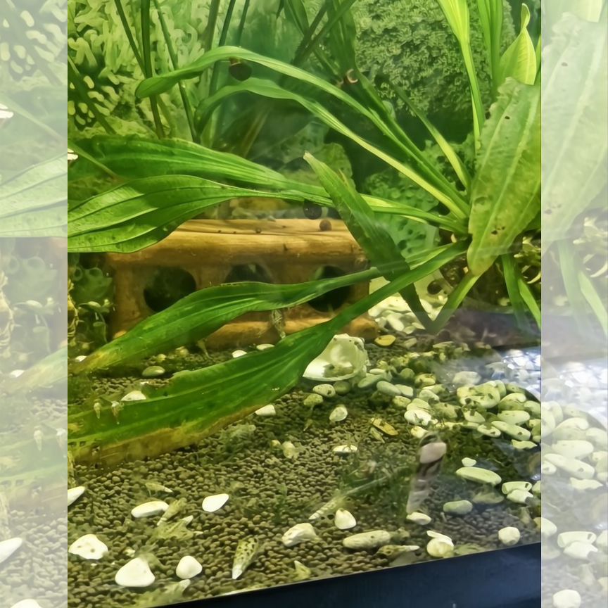 Катушки и мелания