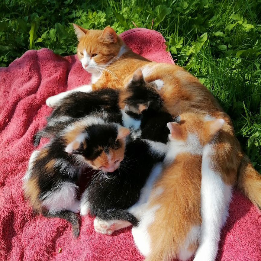 Котята в добрые руки