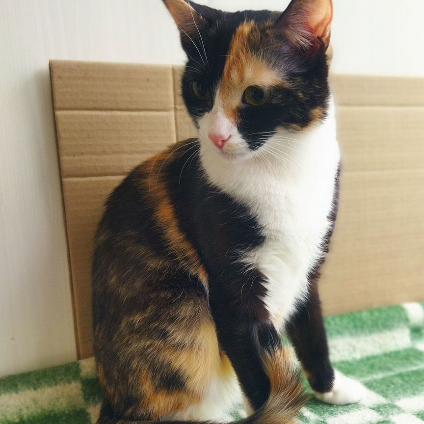 Кошки в добрые руки бесплатно