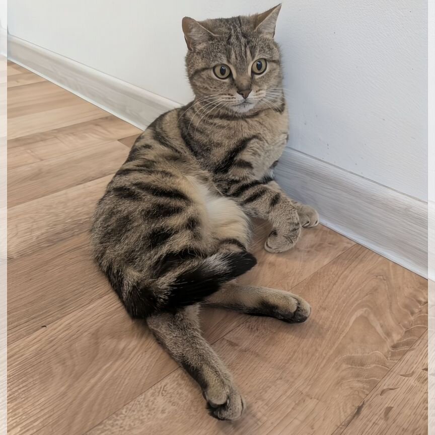 Британская длинношёрстная кошка, взрослая