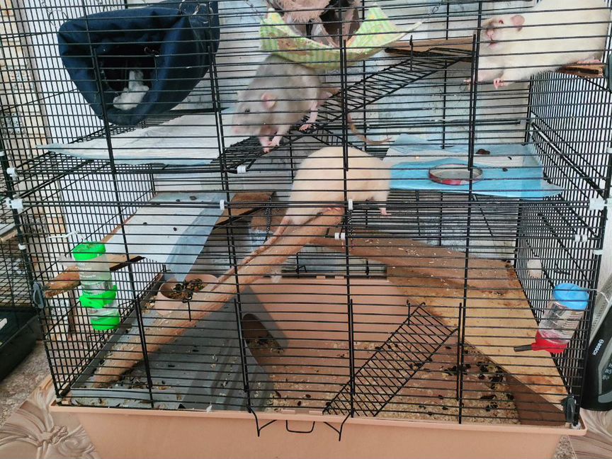 Продам клетку