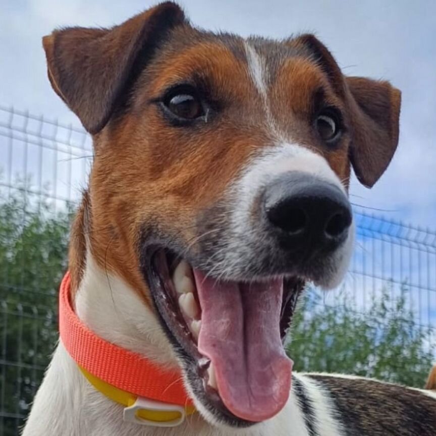 Классный джек рассел в добрые руки