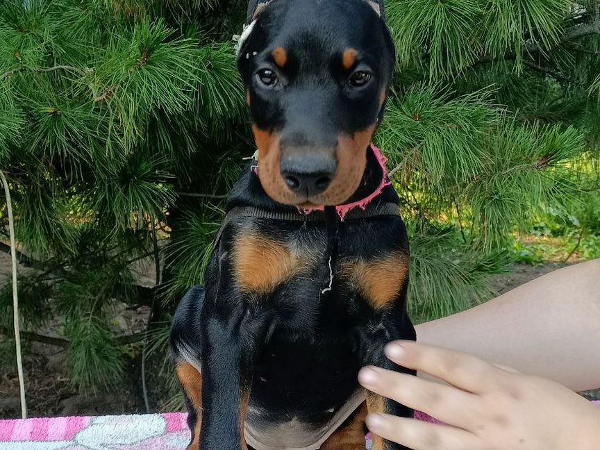 Щенки добермана