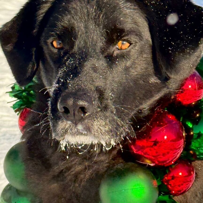 Лабрадор-ретривер, взрослая собака