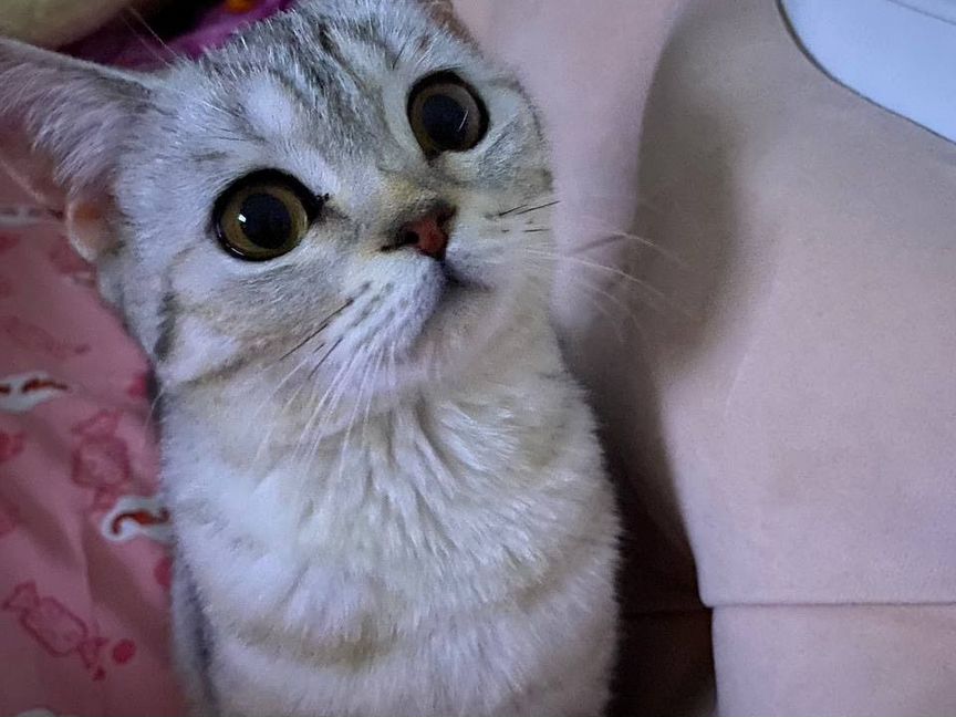 Шотландская кошка